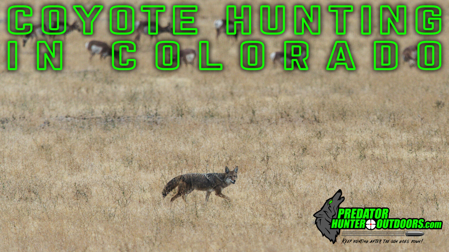 Coyote Hunting in Colorado