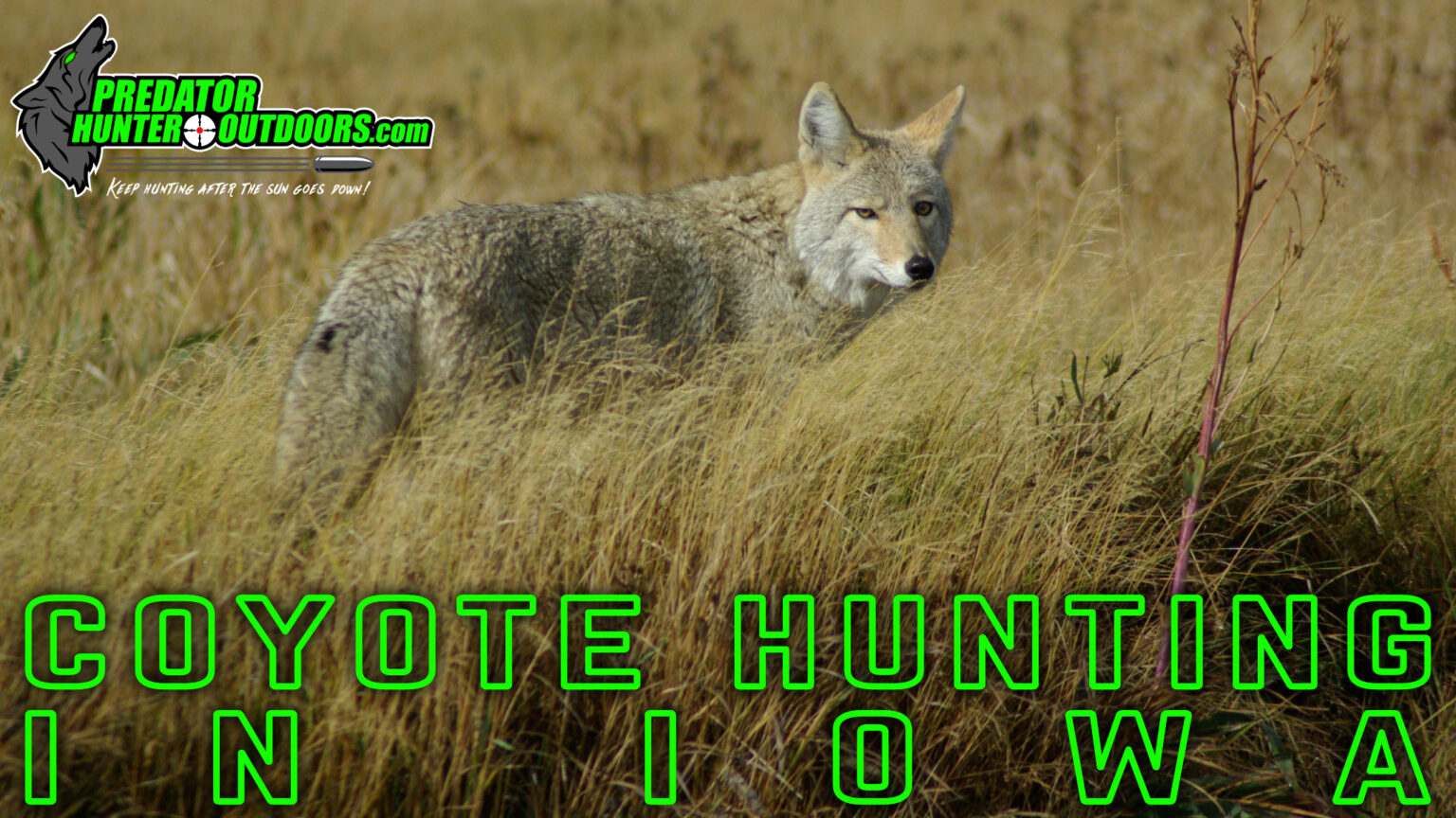 Coyote Hunting in Iowa