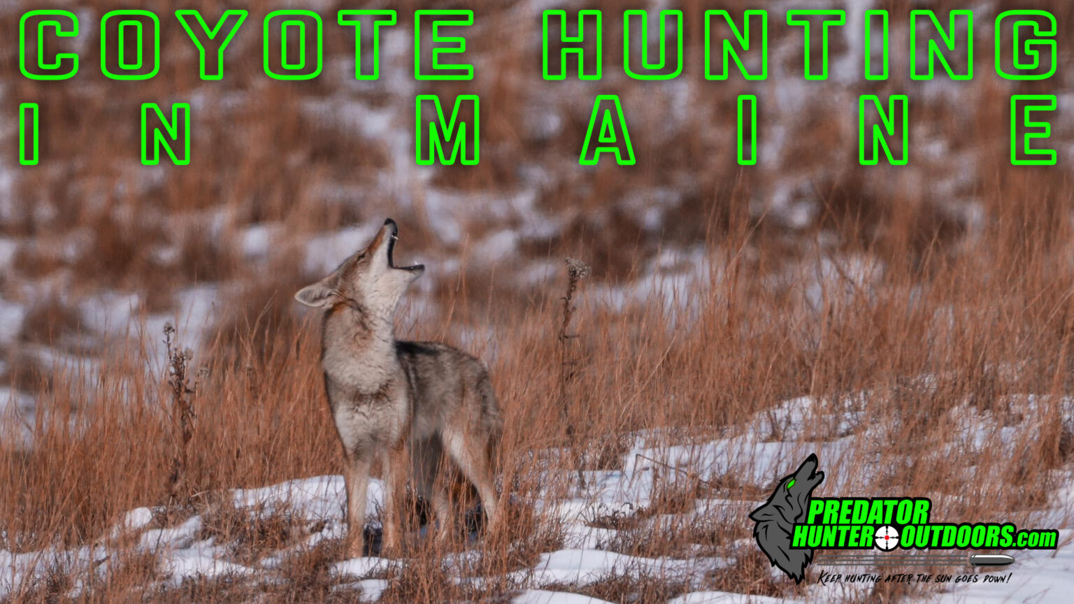 Coyote Hunting in Maine