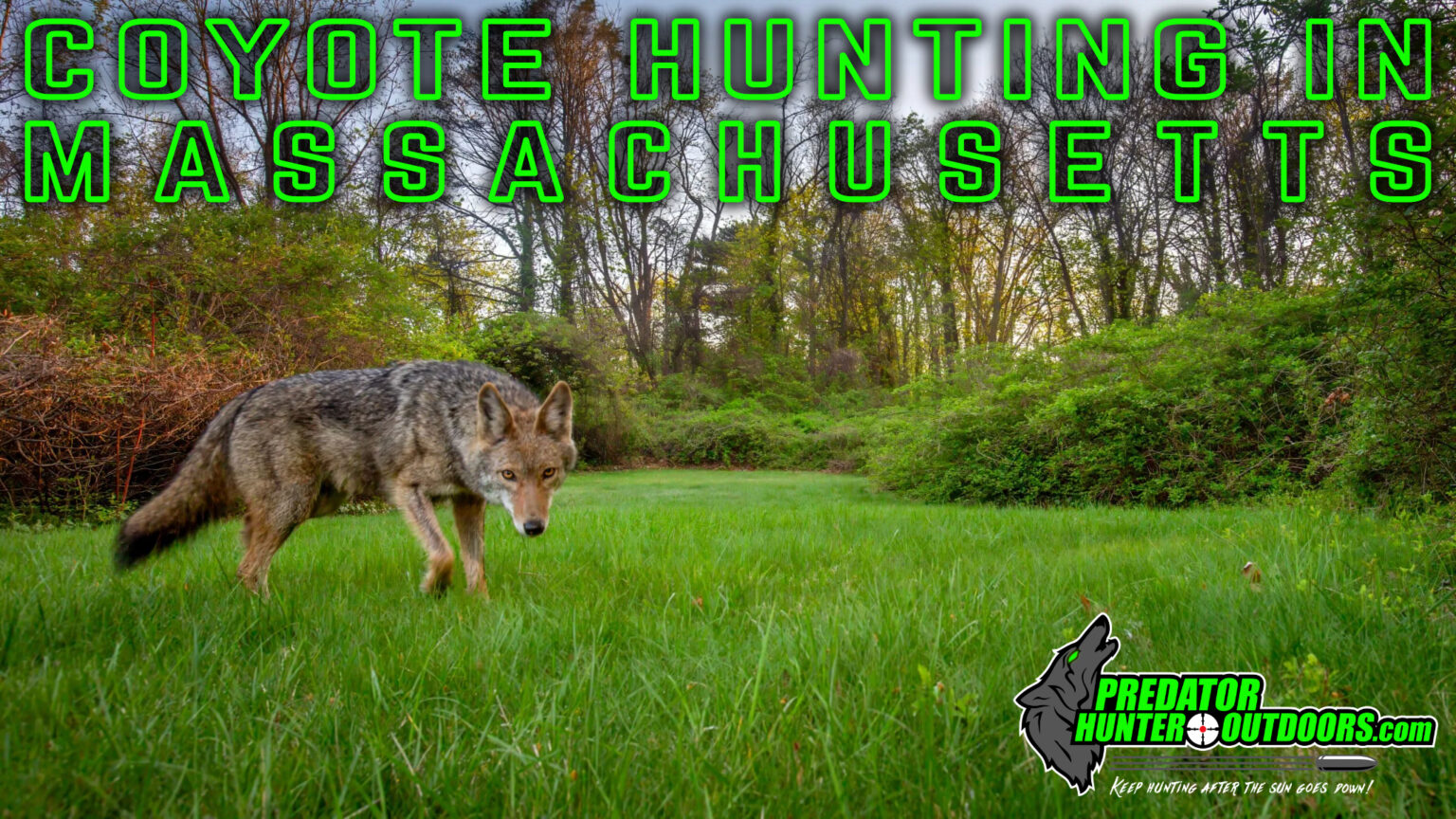 Coyote Hunting in Massachusetts