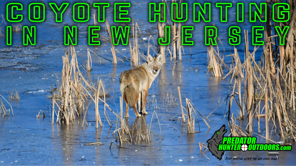 Coyote Hunting in New Jersey - Predator Hunter Outdoors
