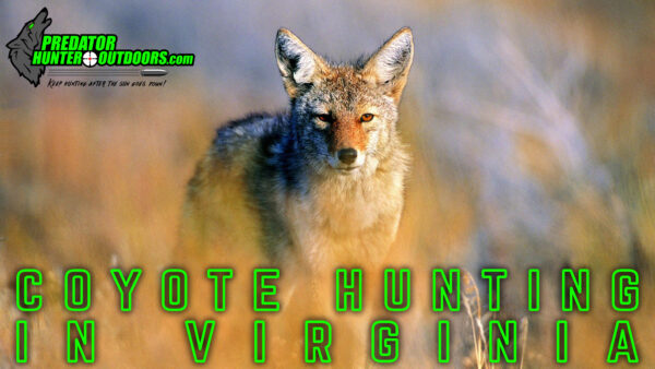 Coyote Hunting in Virginia