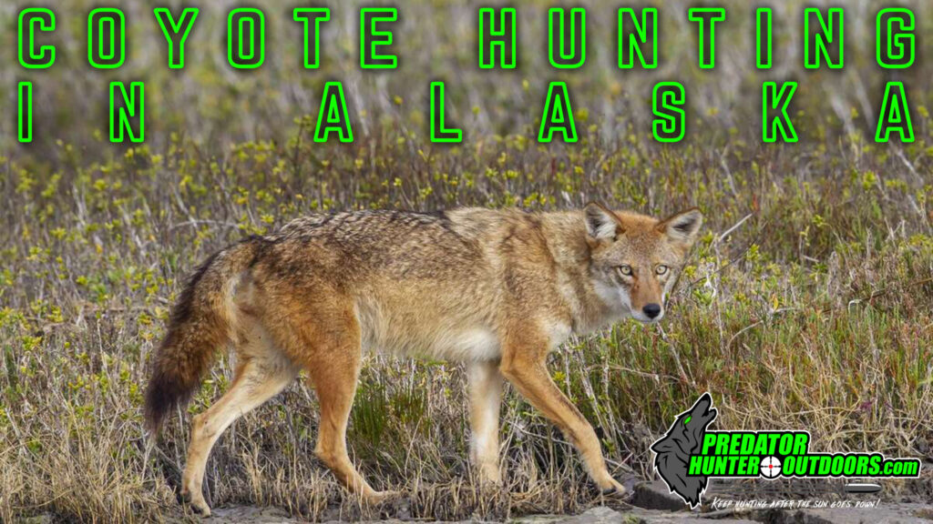 Coyote Hunting in Alaska