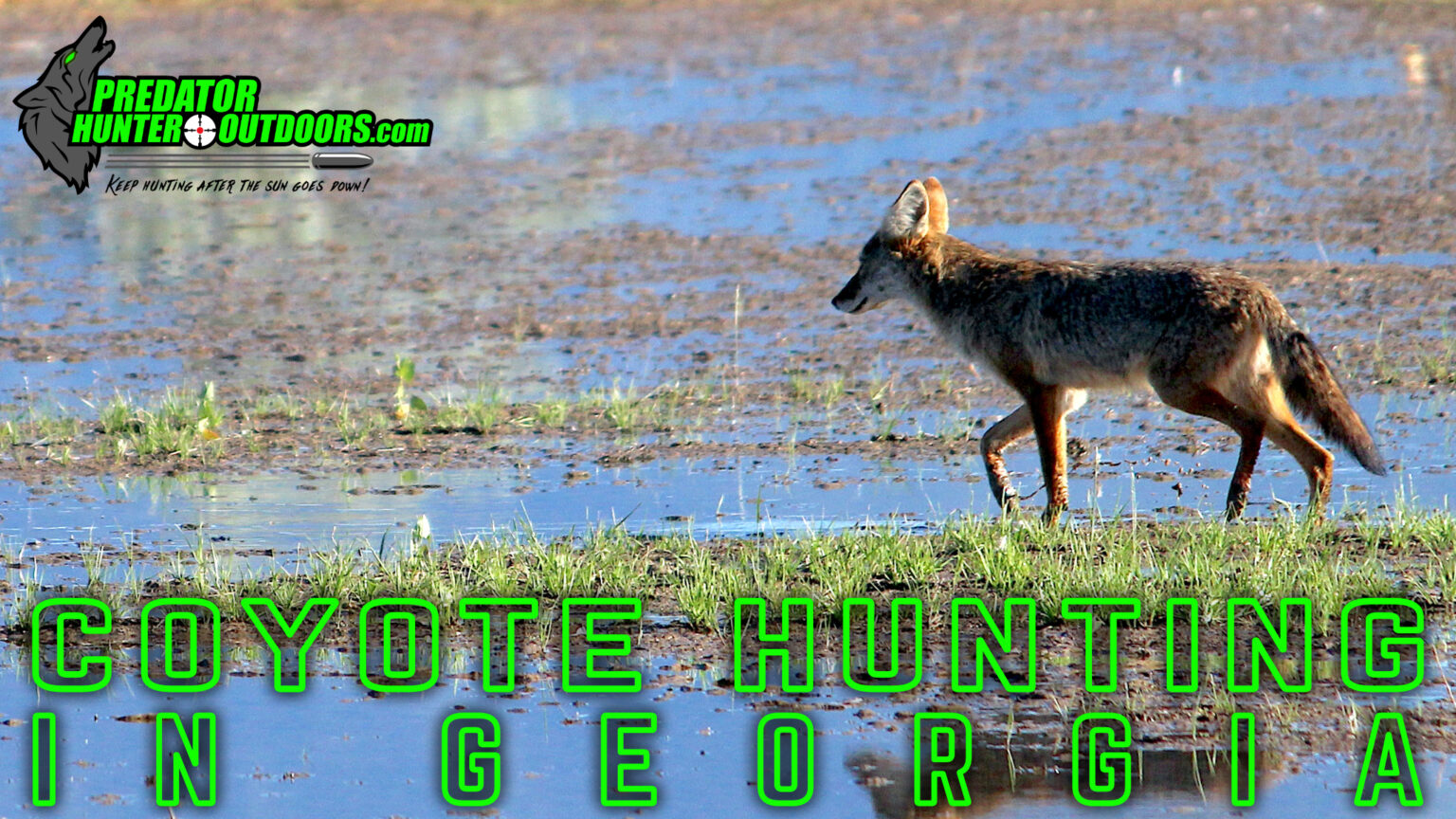 Coyote Hunting in Georgia