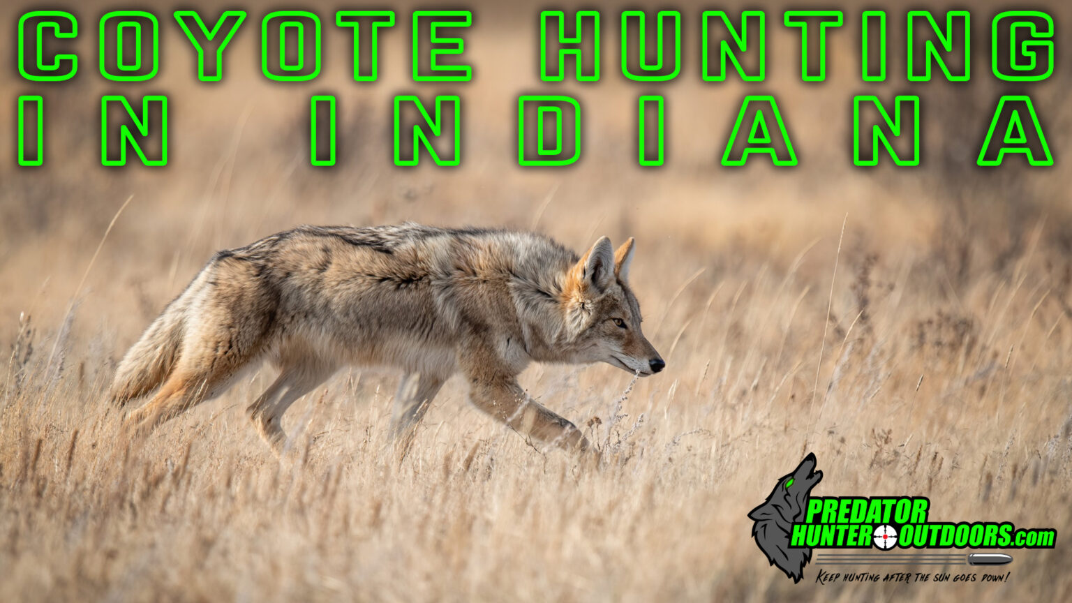 Coyote Hunting in Indiana