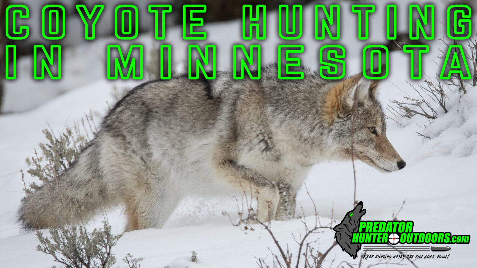 Coyote Hunting in Minnesota