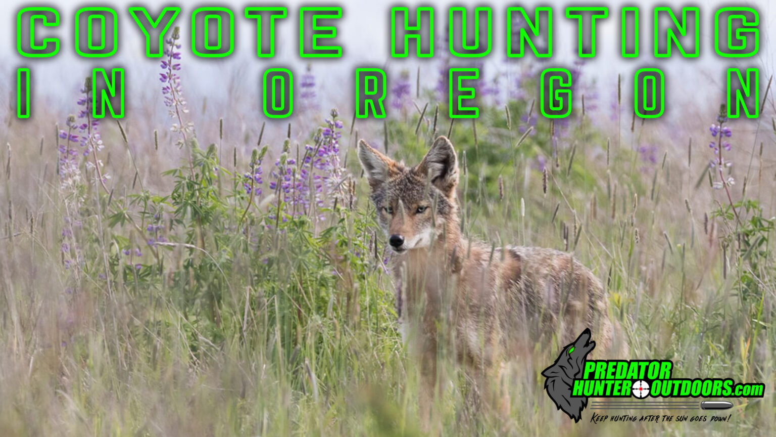 Coyote Hunting in Oregon