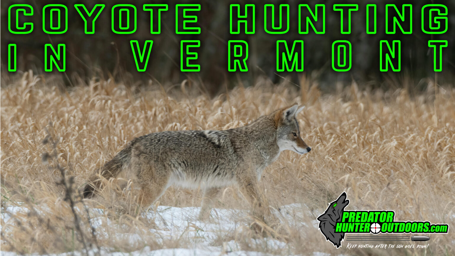 Coyote Hunting in Vermont